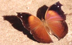 Butterfly Safari on the Kenya coast - Best of Kenya