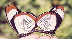 Butterfly Safari on the Kenya coast - Best of Kenya